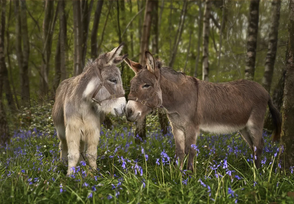 Adopt a Donkey – Support St Peter & St James Hospice £30 Gift Pack